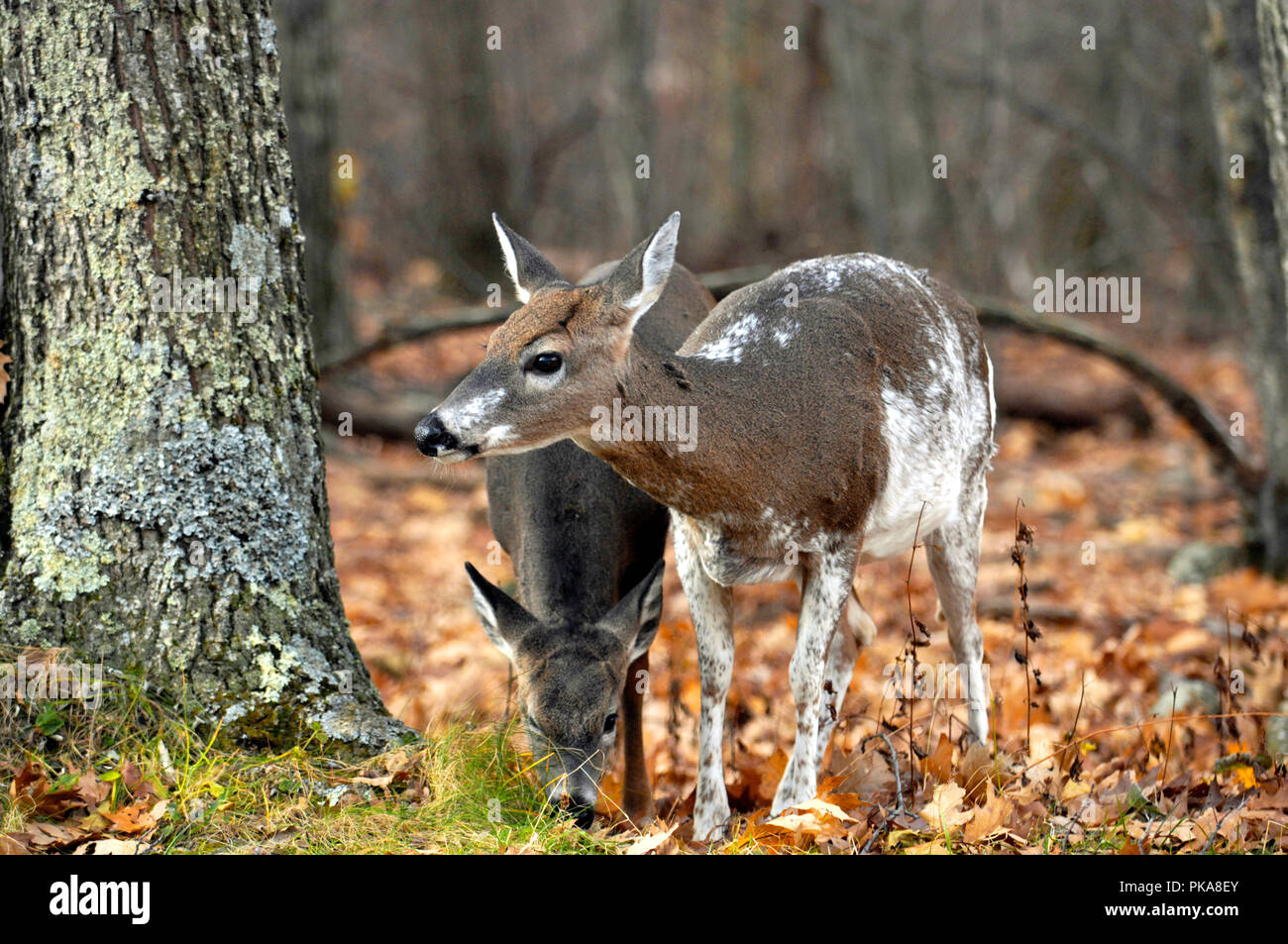 Whitetail deer :: Odocoileus virginianus Stock Photo - Alamy