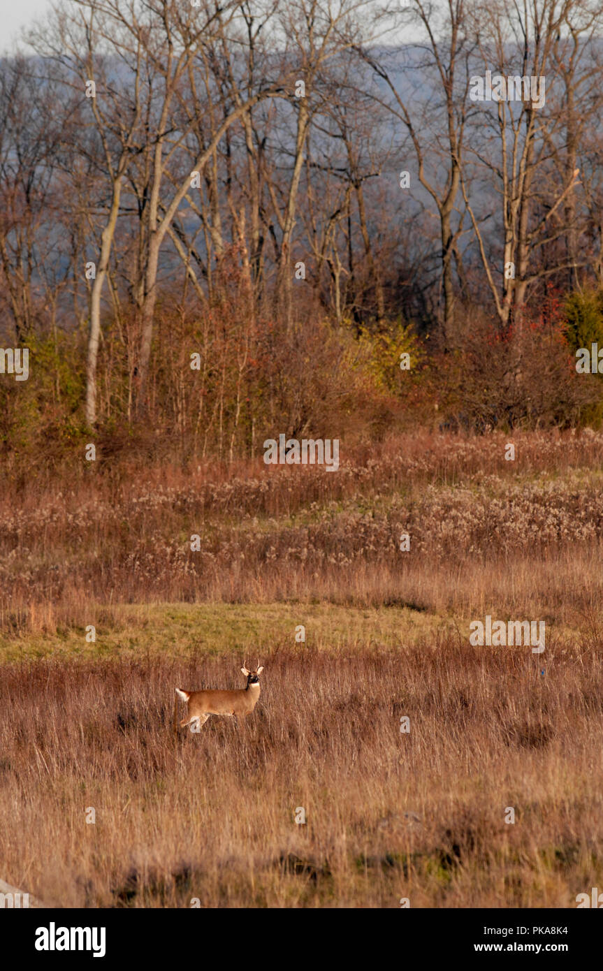 Whitetail deer :: Odocoileus virginianus Stock Photo - Alamy