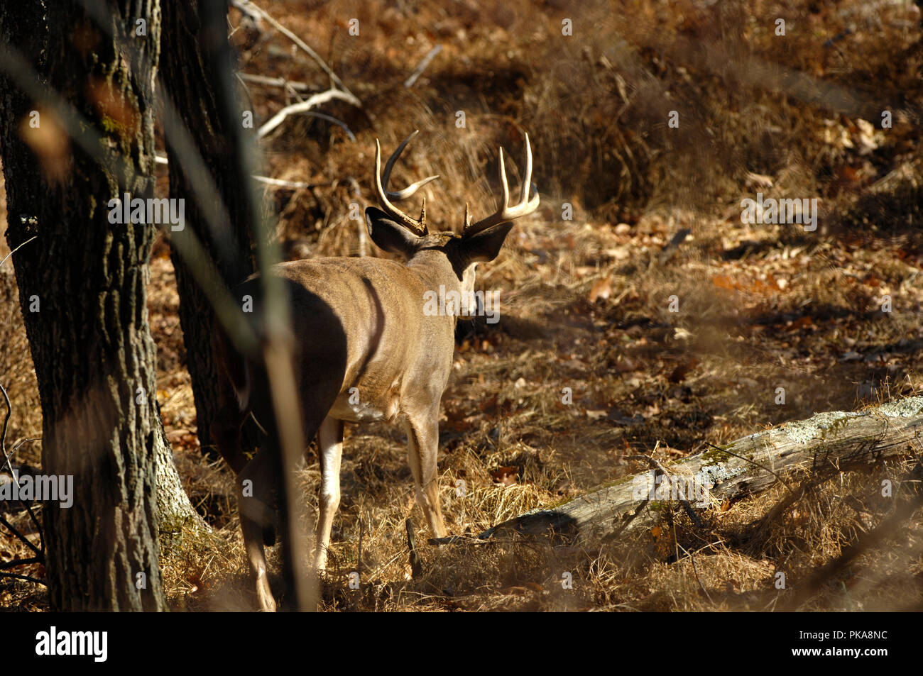 Whitetail deer :: Odocoileus virginianus Stock Photo - Alamy