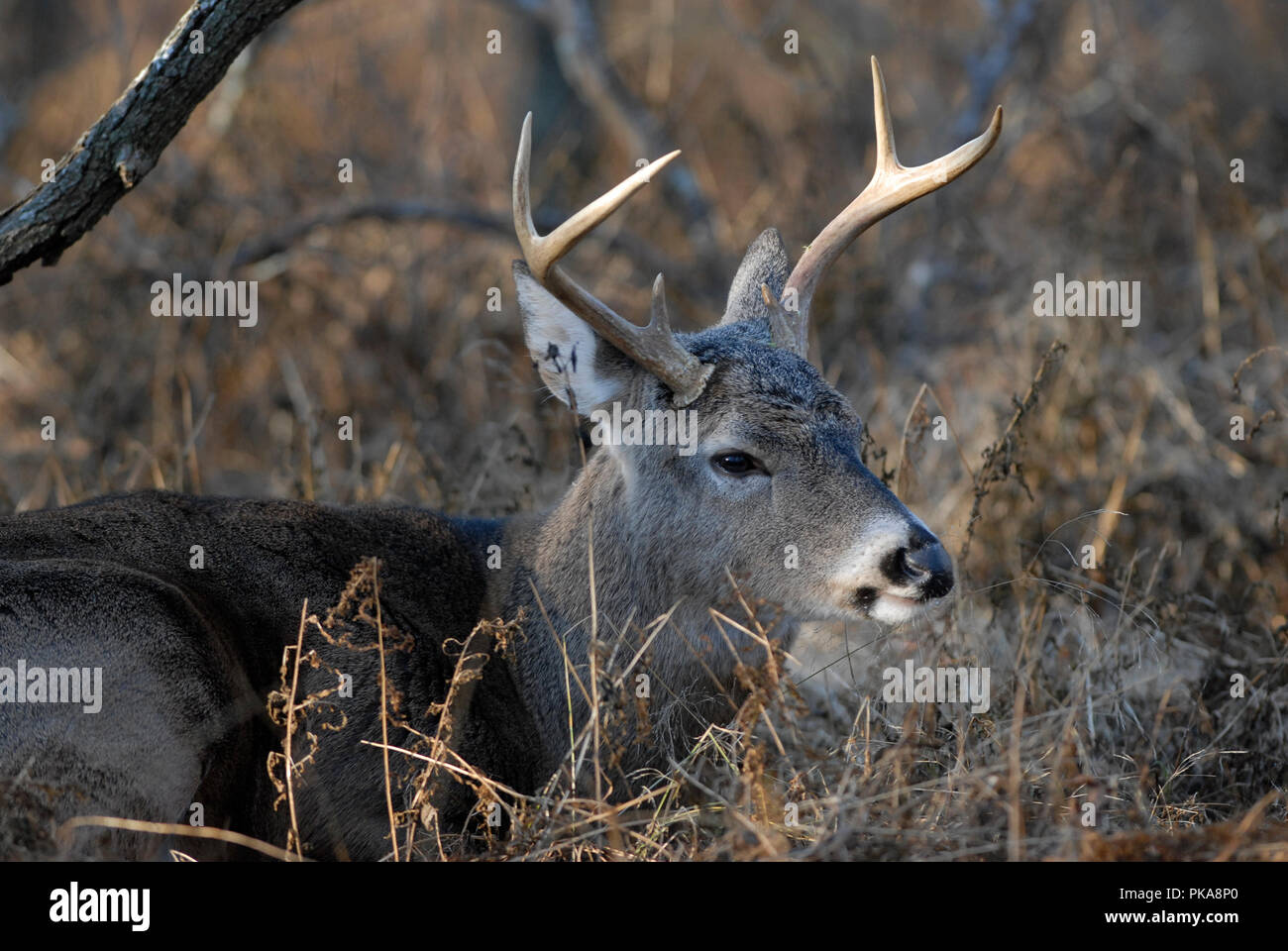 Whitetail deer :: Odocoileus virginianus Stock Photo - Alamy