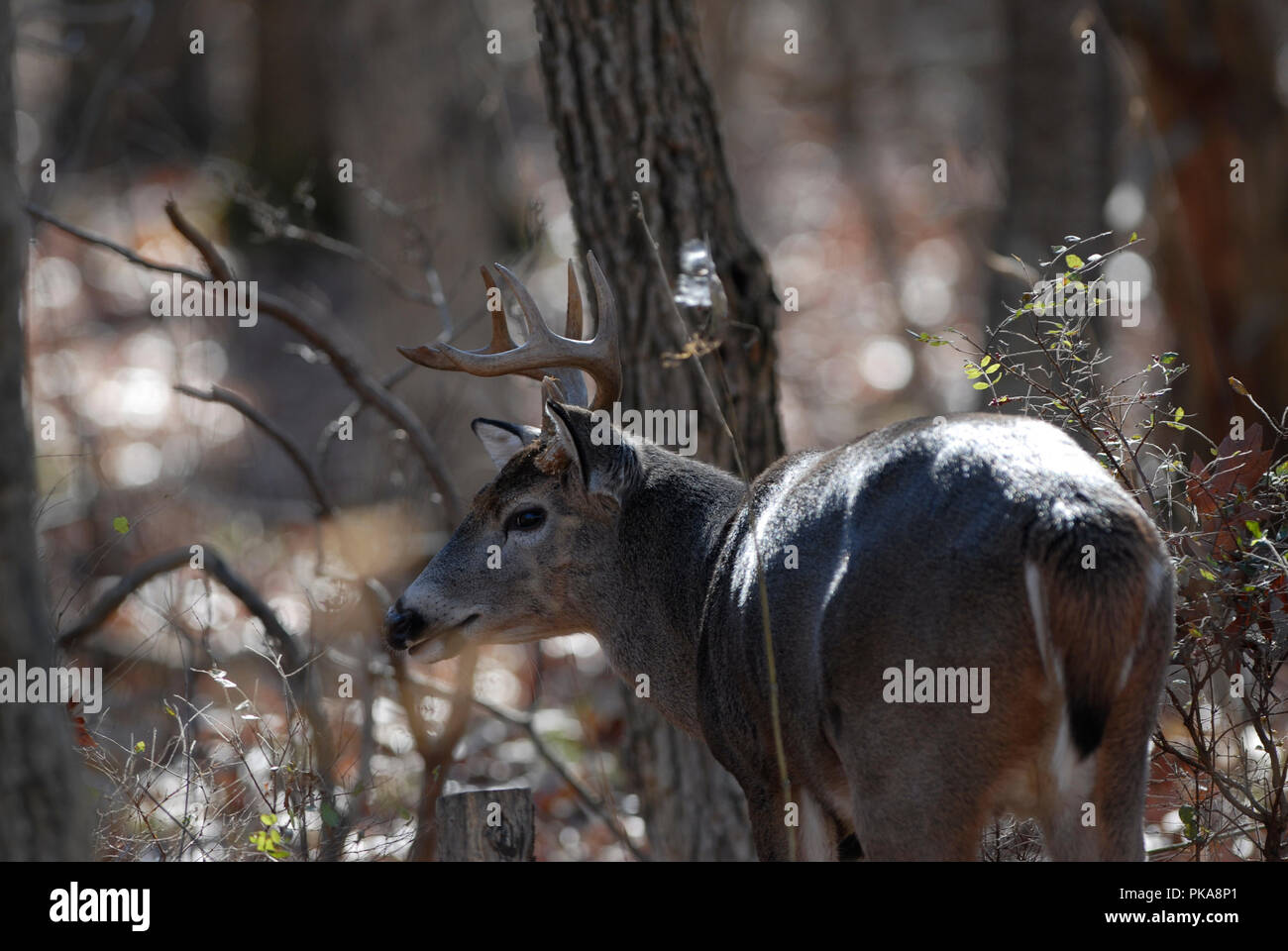 Whitetail deer :: Odocoileus virginianus Stock Photo - Alamy