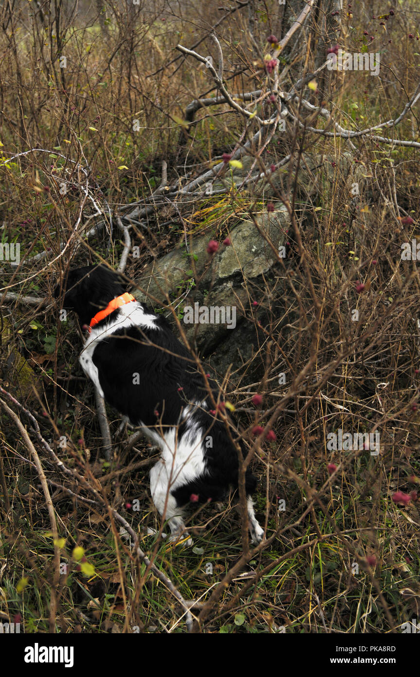 Upland bird hunting in Northern Virginia is a dieing art as development ...