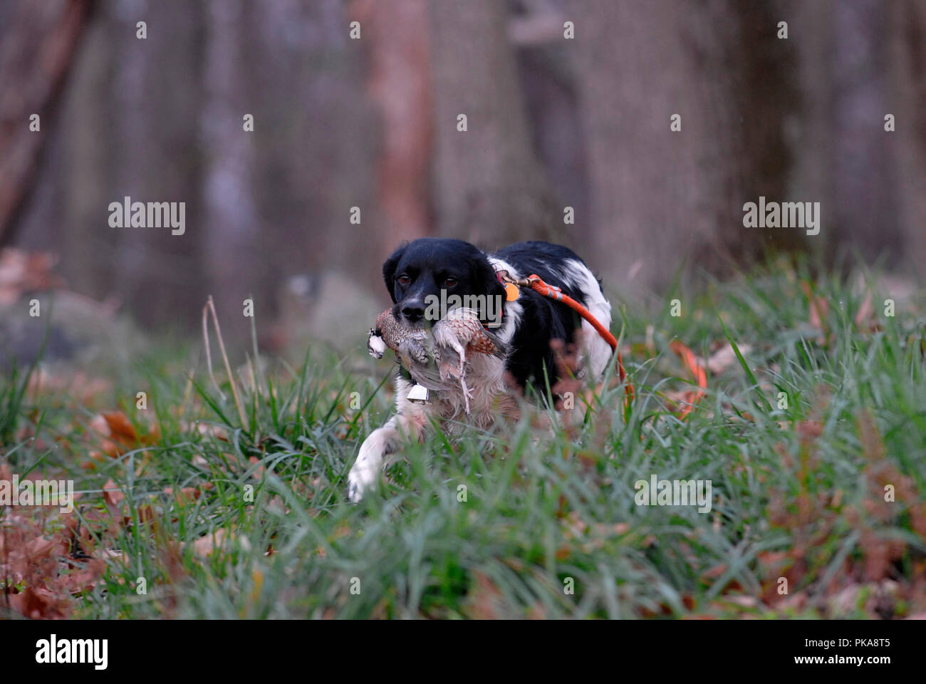 Upland bird hunting in Northern Virginia is a dieing art as development ...