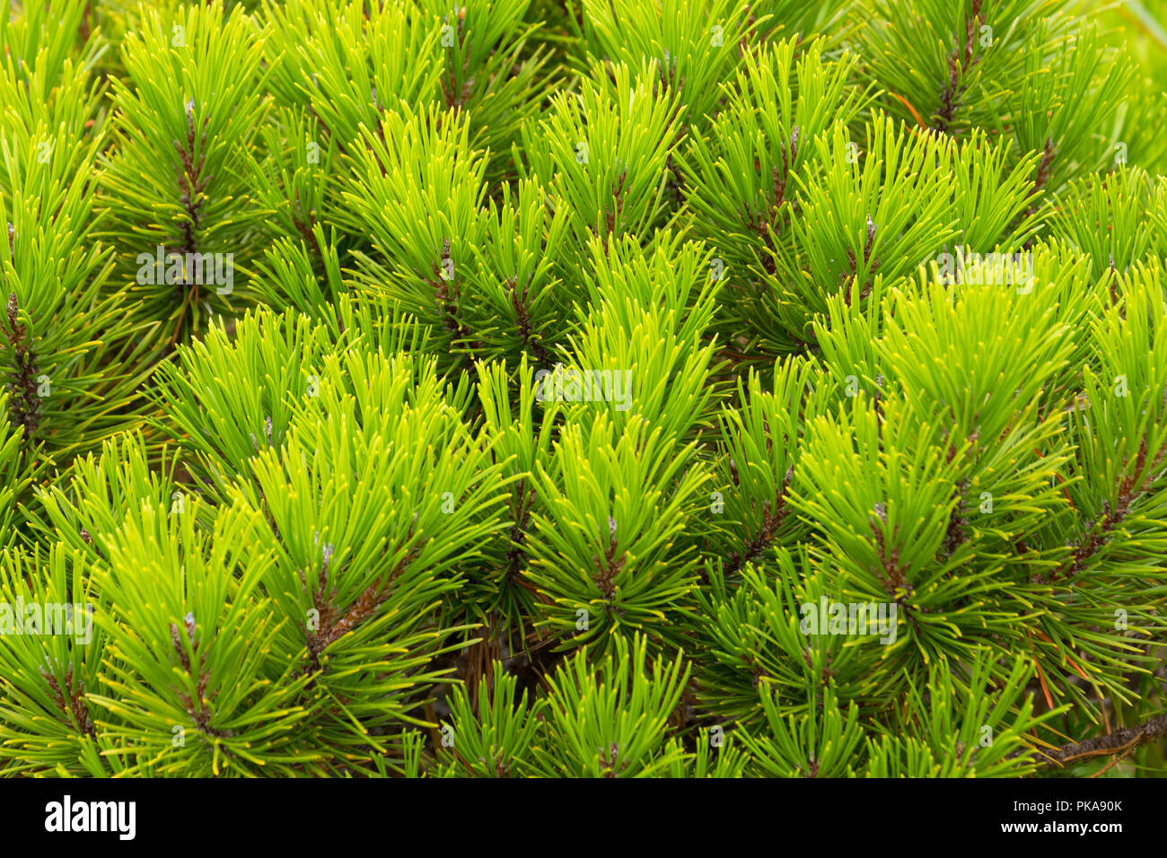 Shore pine pinus contorta contorta hi-res stock photography and images ...