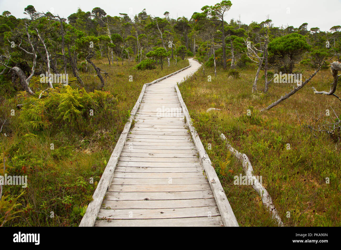 Shorepine bog loop trail hi-res stock photography and images - Alamy