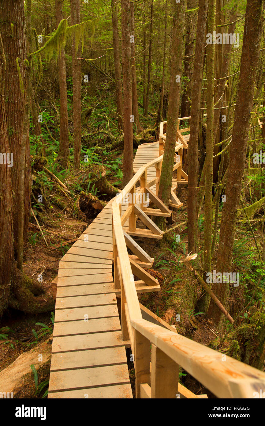 Rainforest trail hi-res stock photography and images - Alamy