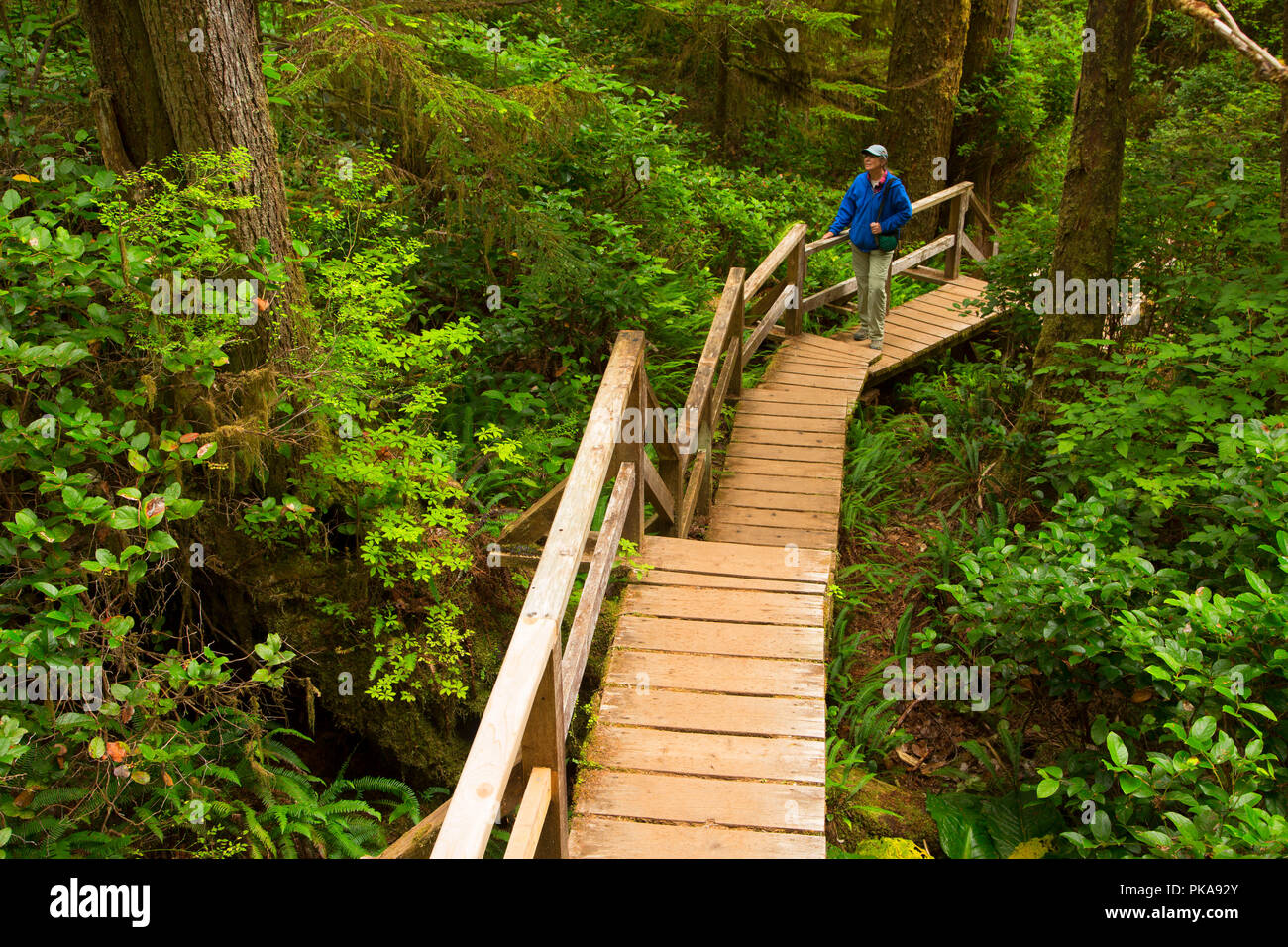 Boardwalk along Rainforest Trail B, Pacific Rim National Park, British ...