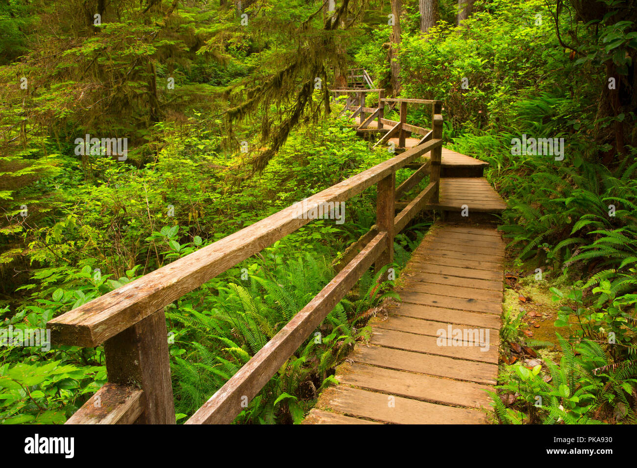 Rainforest trail hi-res stock photography and images - Alamy