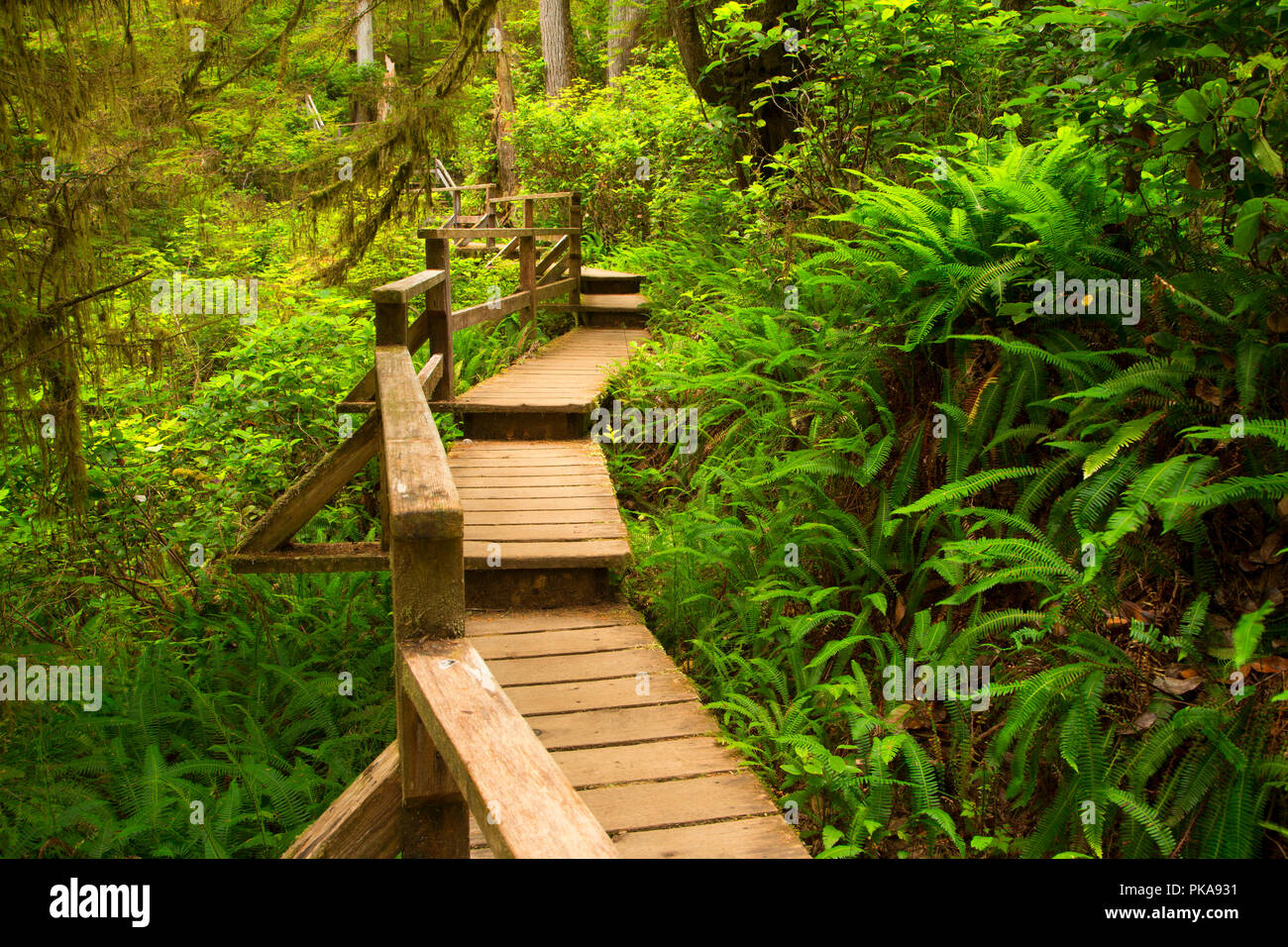 Rainforest trail hi-res stock photography and images - Alamy