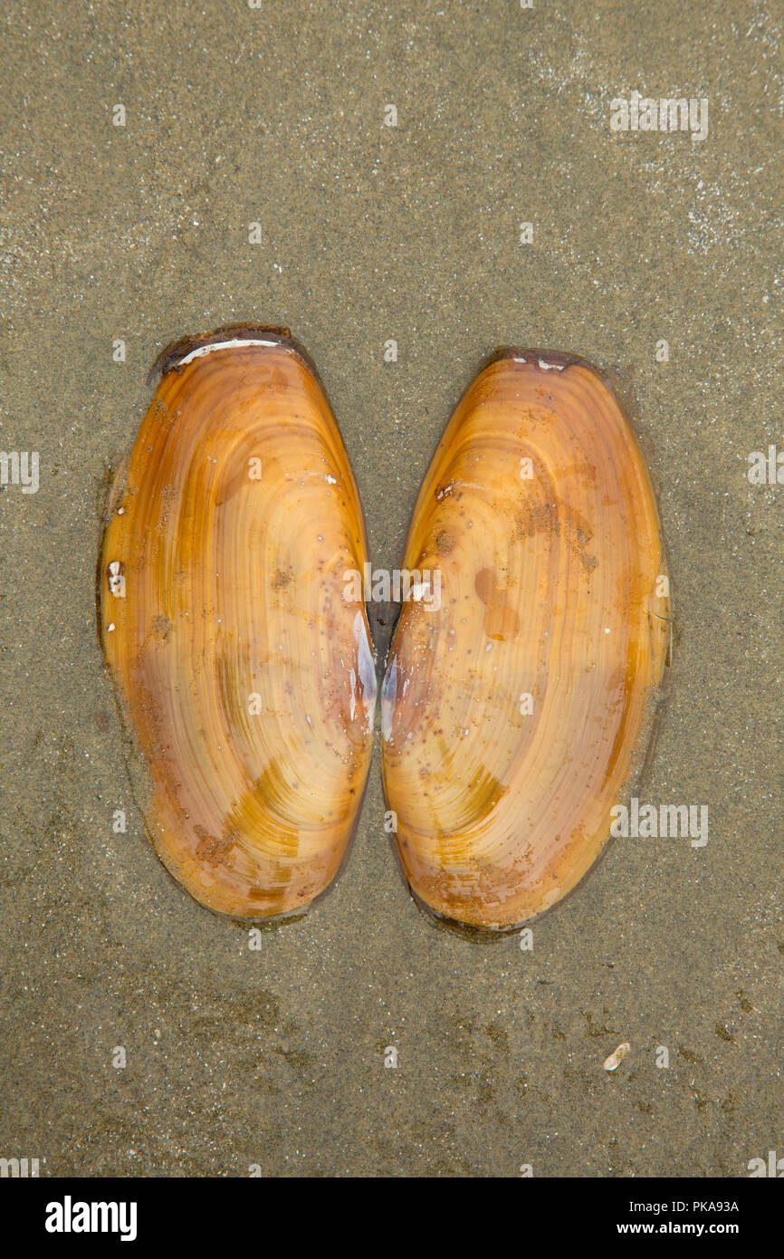 Clam shell hi-res stock photography and images - Alamy