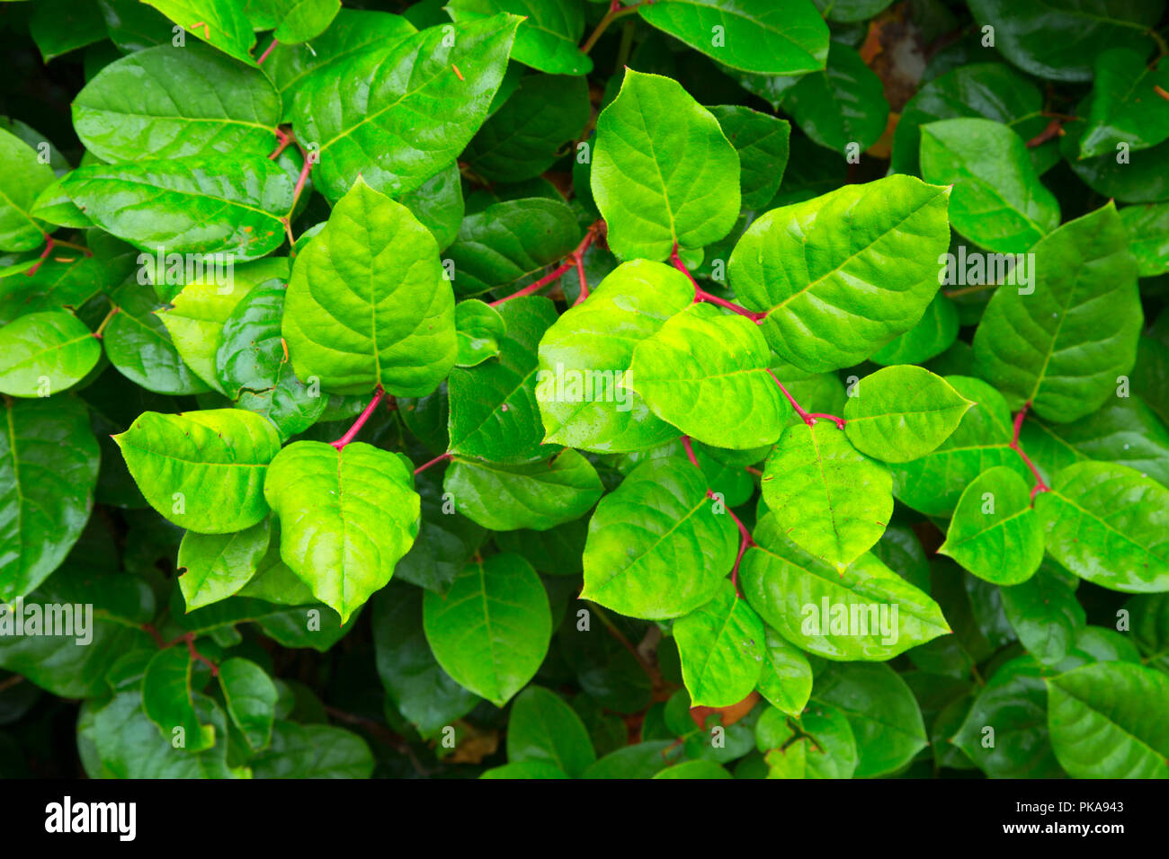 Salal hi-res stock photography and images - Alamy