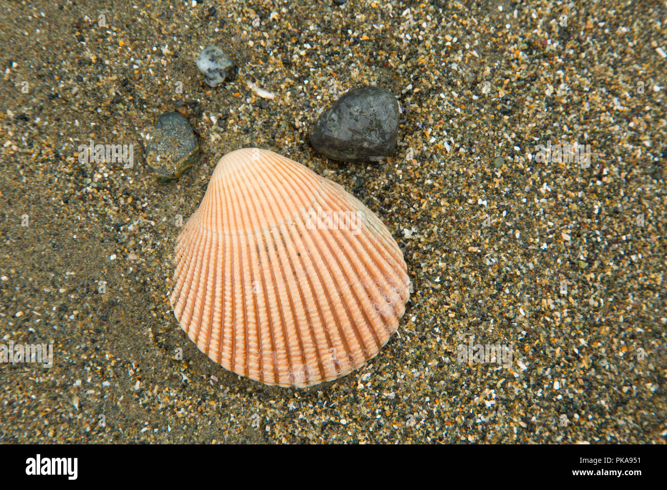 Cockle shell hi-res stock photography and images - Alamy