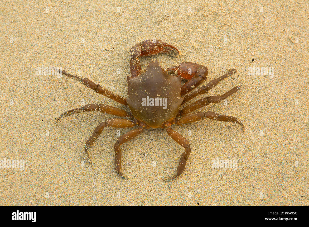 Pugettia producta hi-res stock photography and images - Alamy