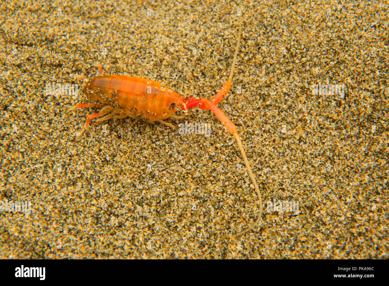 California beach hopper (Megalorchestia californiana) at Wickaninnish ...