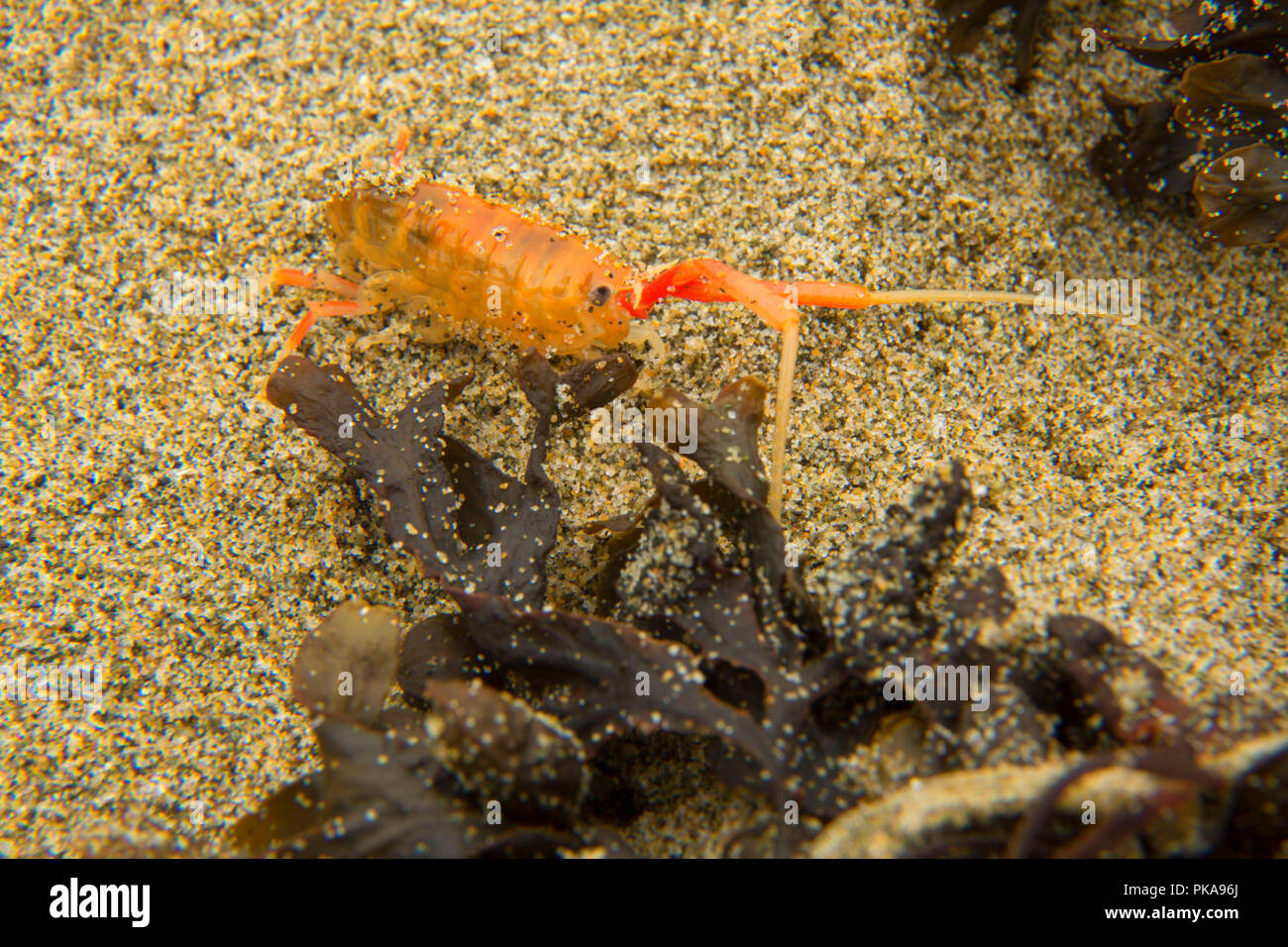 California beach hopper hi-res stock photography and images - Alamy