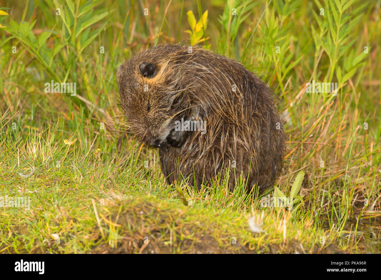 Nutria, Brian Booth State Park, Oregon Stock Photo - Alamy