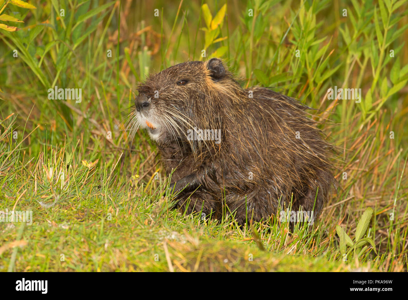 Nutria, Brian Booth State Park, Oregon Stock Photo - Alamy