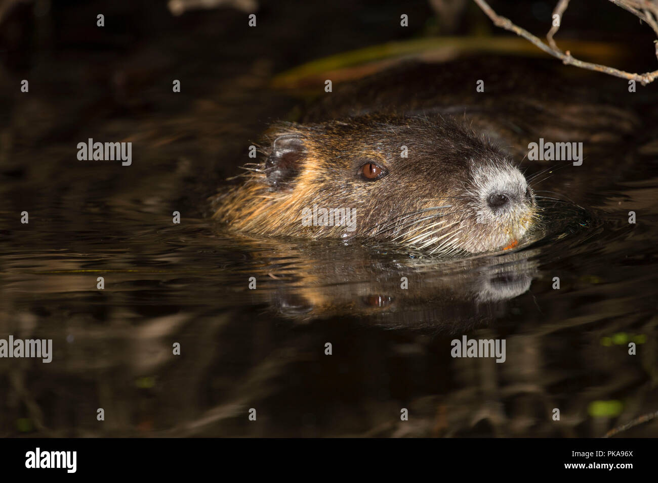Nutria, Brian Booth State Park, Oregon Stock Photo - Alamy