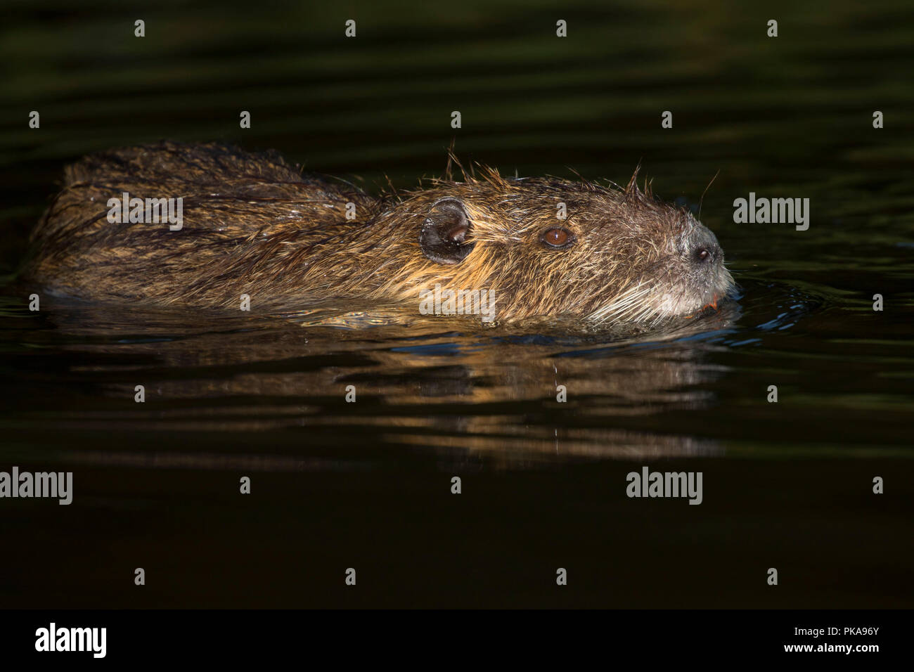 Nutria, Brian Booth State Park, Oregon Stock Photo - Alamy