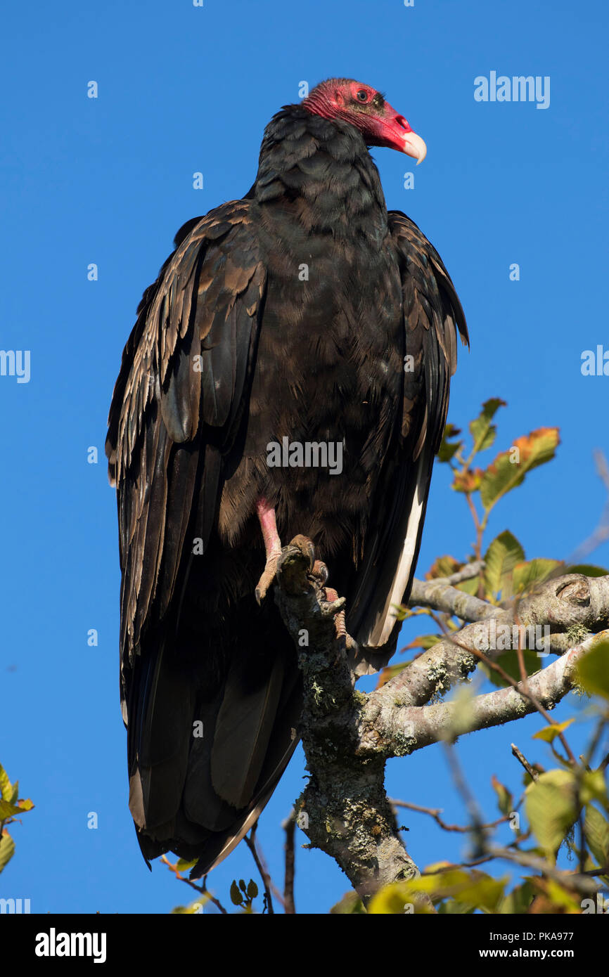 Turkey vulture, Robinson Park, Waldport, Oregon Stock Photo - Alamy