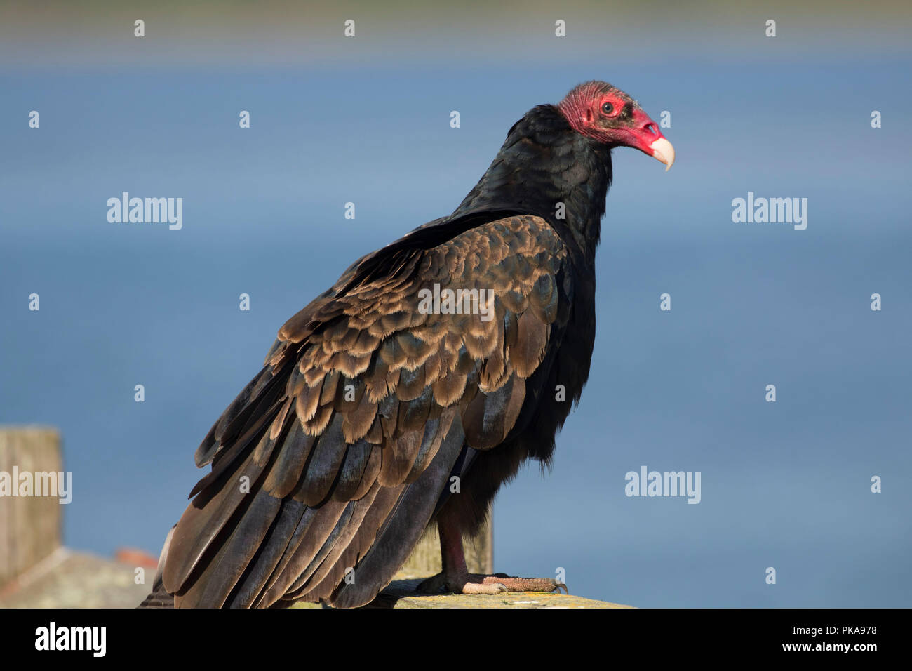 Turkey vulture on Port of Alsea Moorage Dock, Robinson Park, Waldport ...