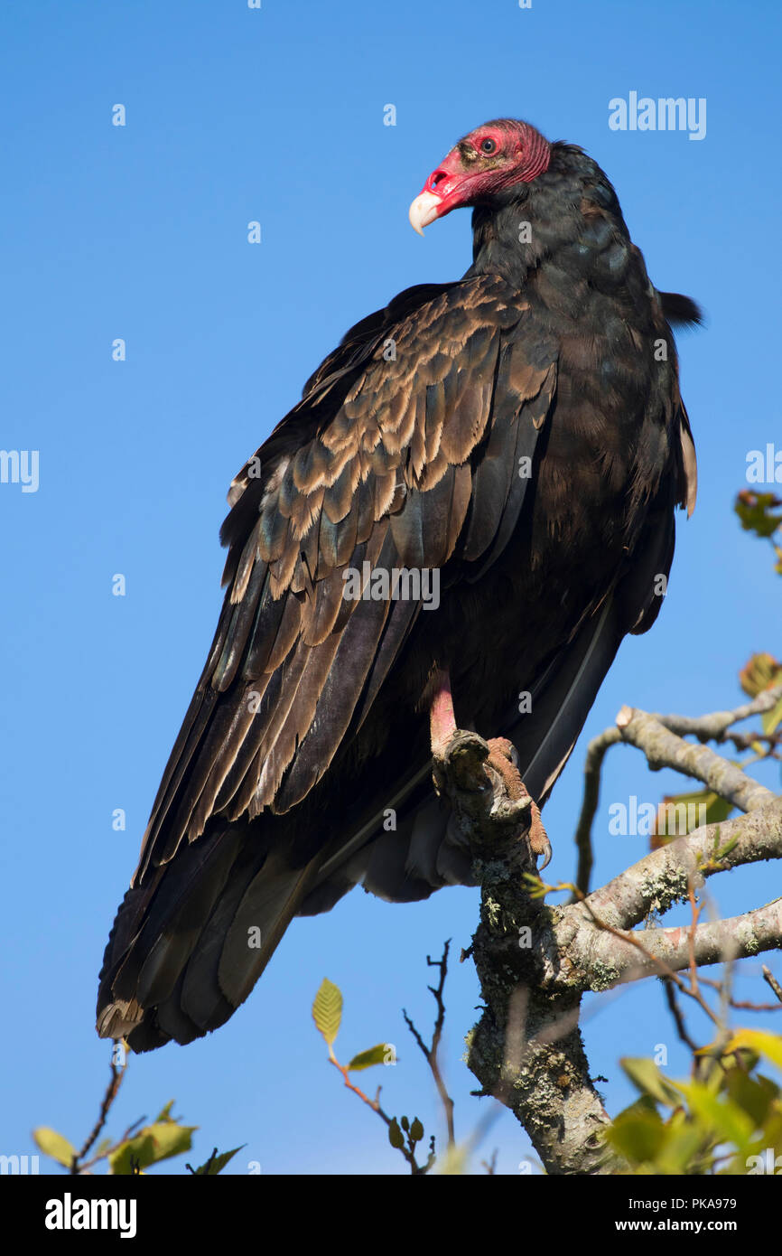 Turkey vulture, Robinson Park, Waldport, Oregon Stock Photo - Alamy