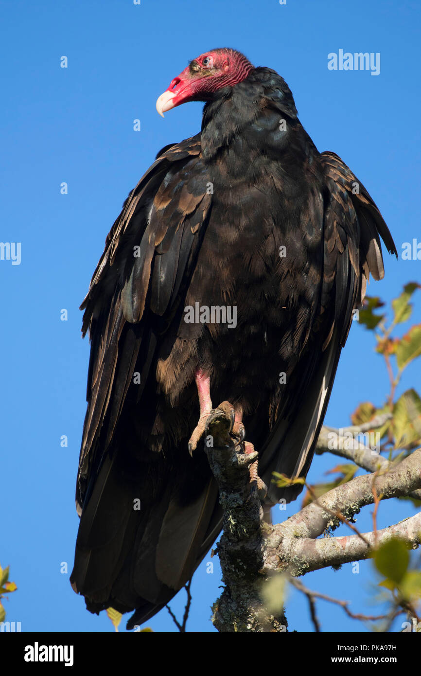 Turkey vulture, Robinson Park, Waldport, Oregon Stock Photo - Alamy