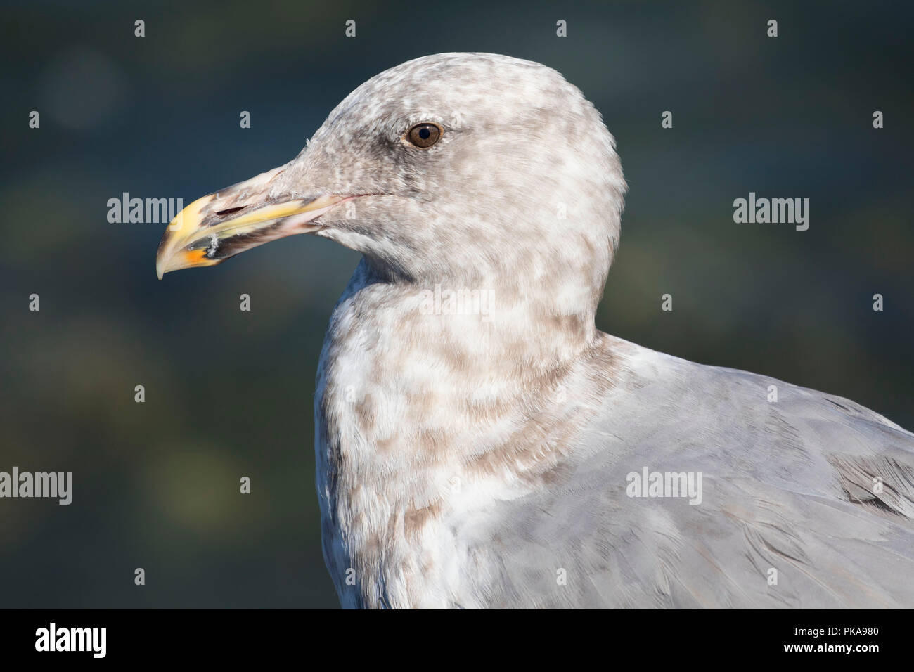 Gull, Robinson Park, Waldport, Oregon Stock Photo - Alamy
