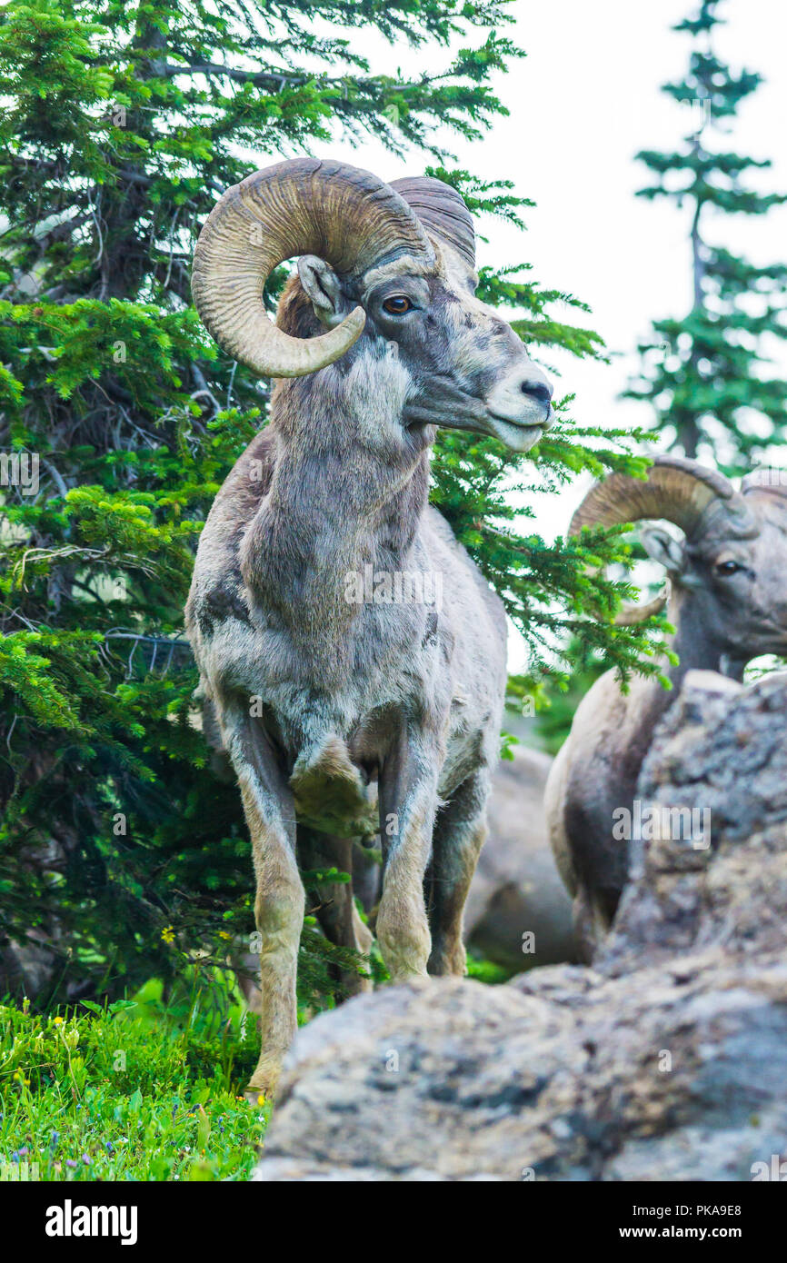 Goat head big horns hi-res stock photography and images - Alamy