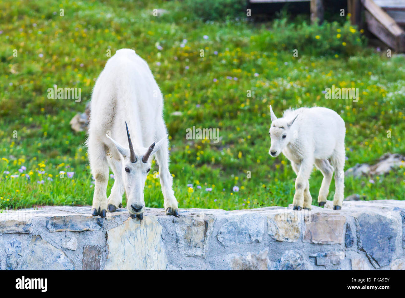 Mountain goat banff national park hi-res stock photography and images ...