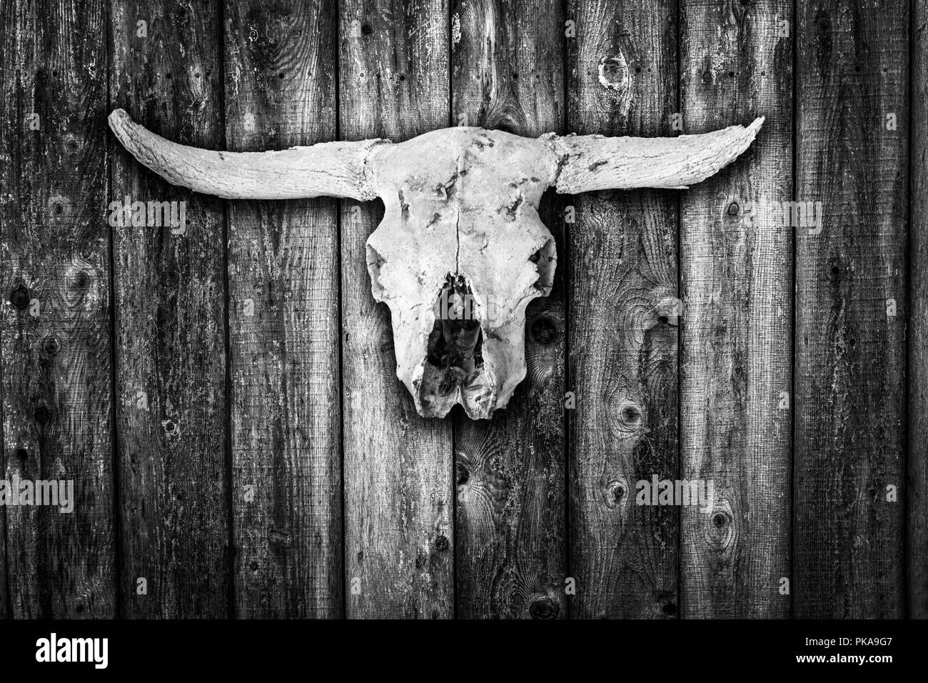 Cow Skull Stock Photos & Cow Skull Stock Images - Alamy