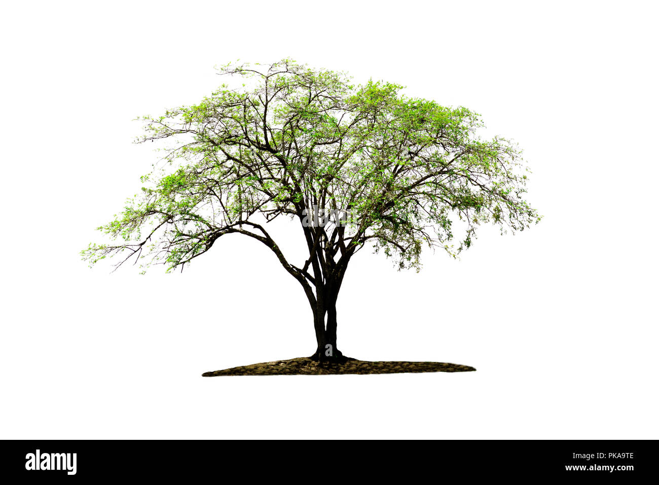 Jujube Tree Illustration