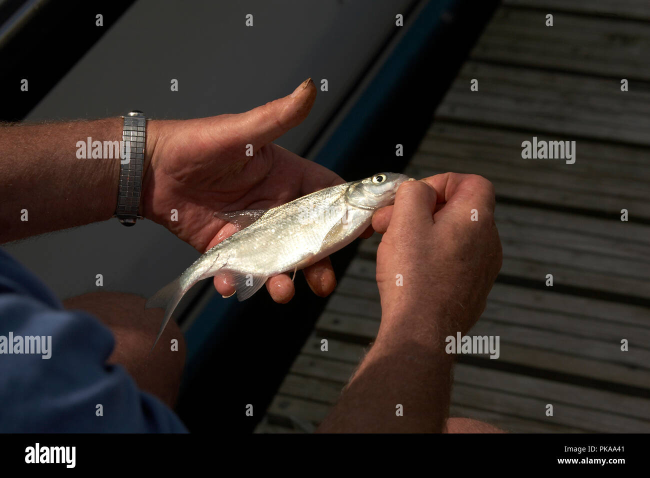 Fishermans hands hi-res stock photography and images - Alamy