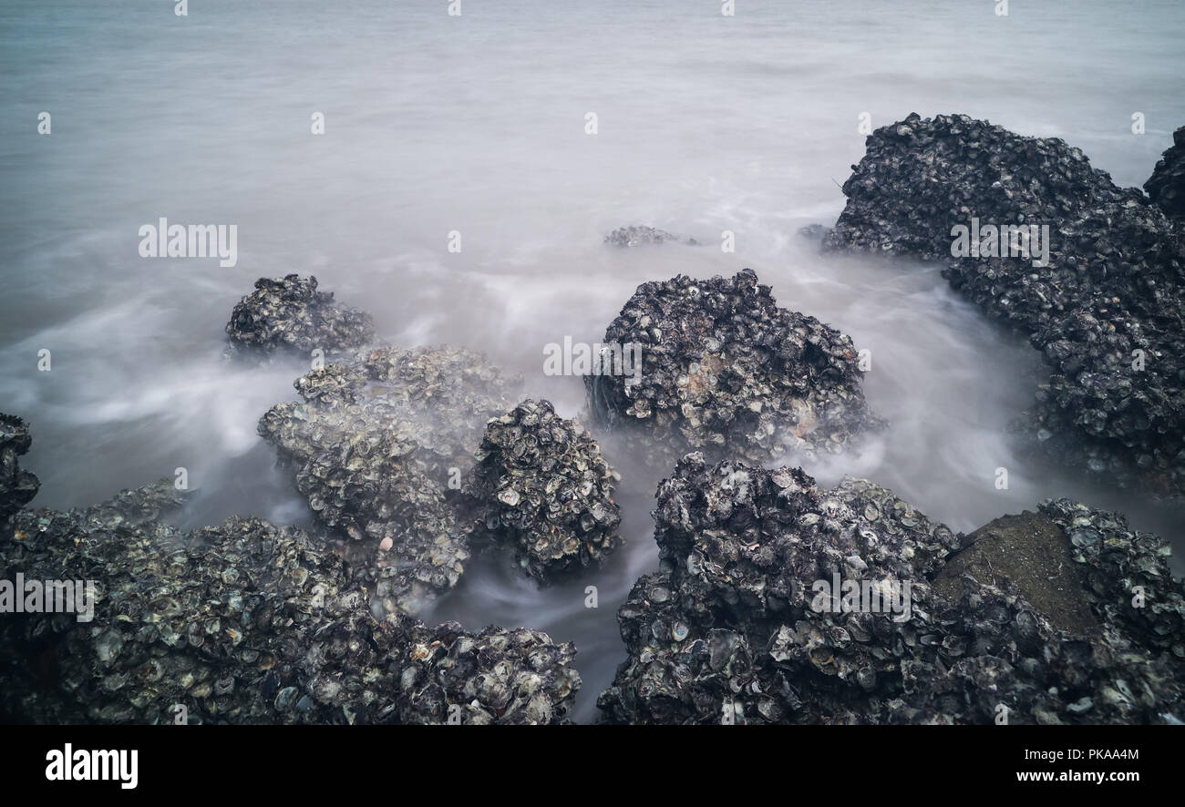 Rocks covered by barnacles Stock Photo - Alamy