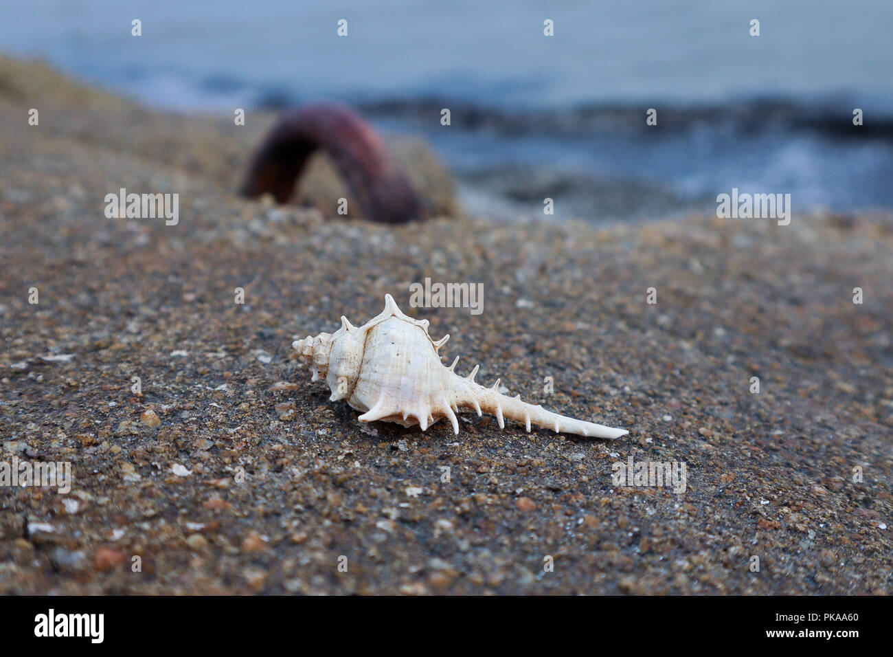Unique pointy seashell on the concrete wall by the seaside Stock Photo ...