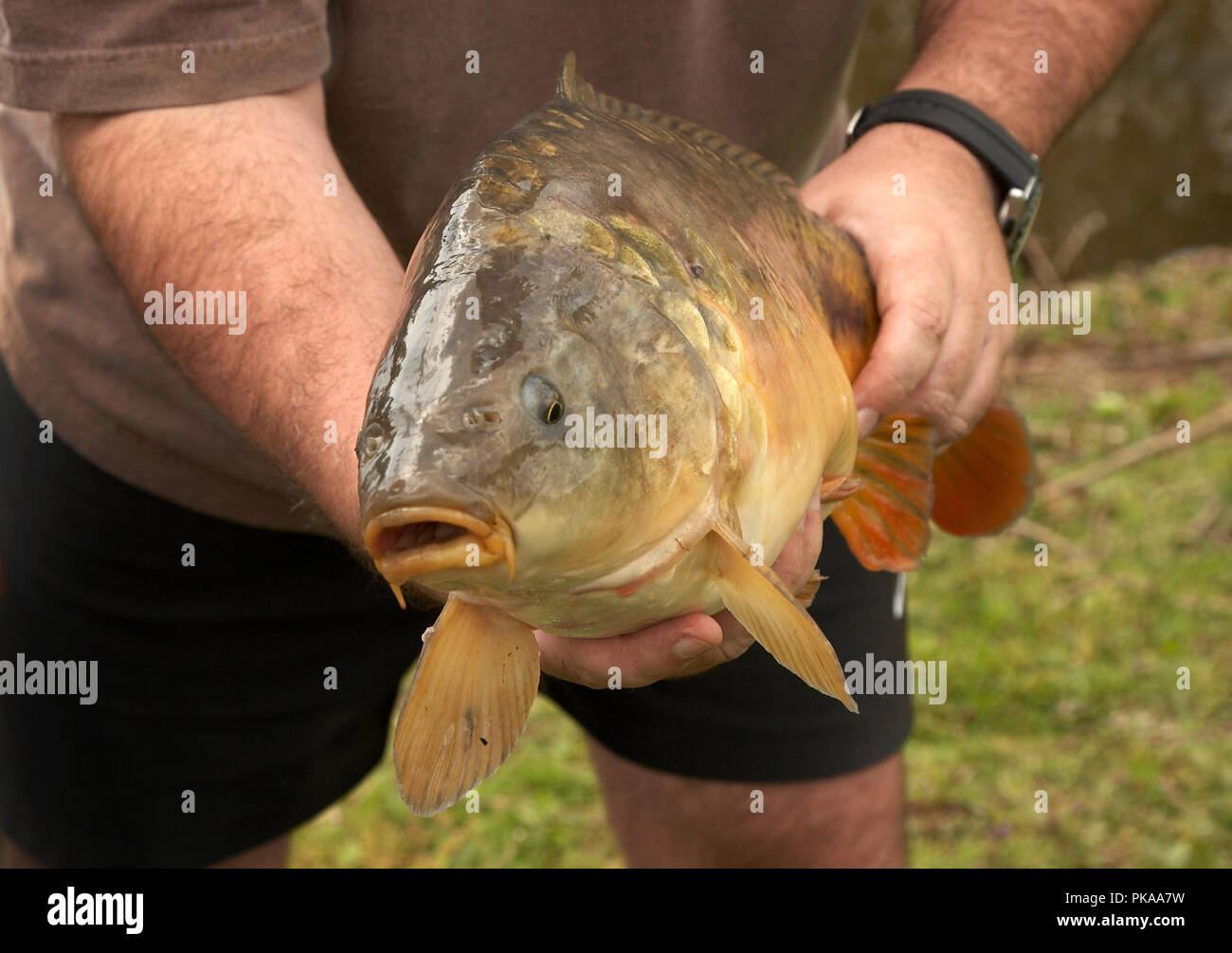 Fisherman's hands holding a Roach fish he just caught in the River Ouse ...