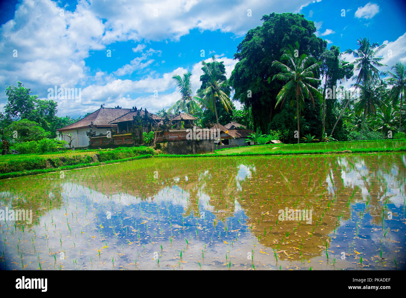 Rice field in Bali, Indonesia. Bali is an Indonesian island and known ...