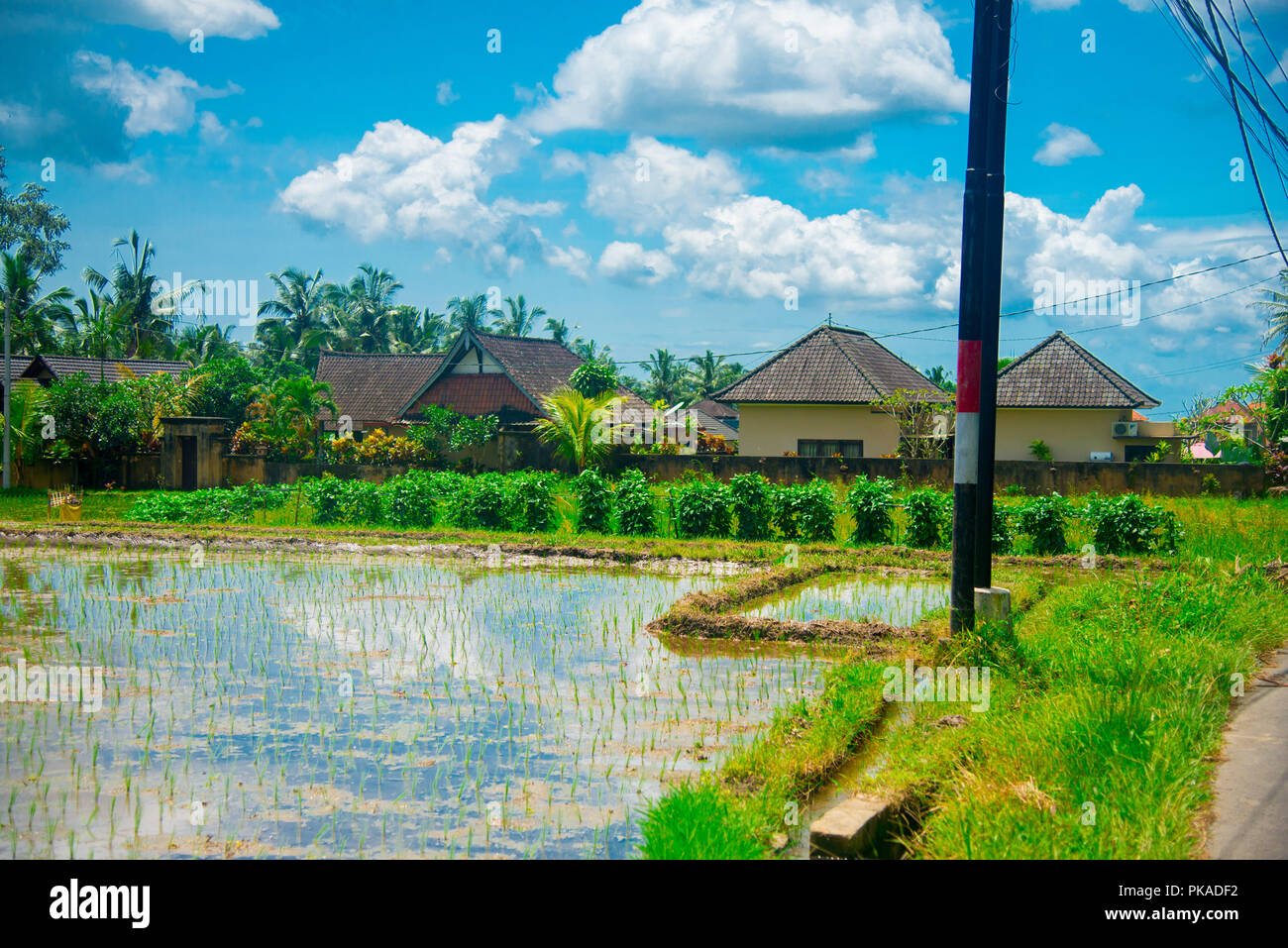 Rice field in Bali, Indonesia. Bali is an Indonesian island and known ...