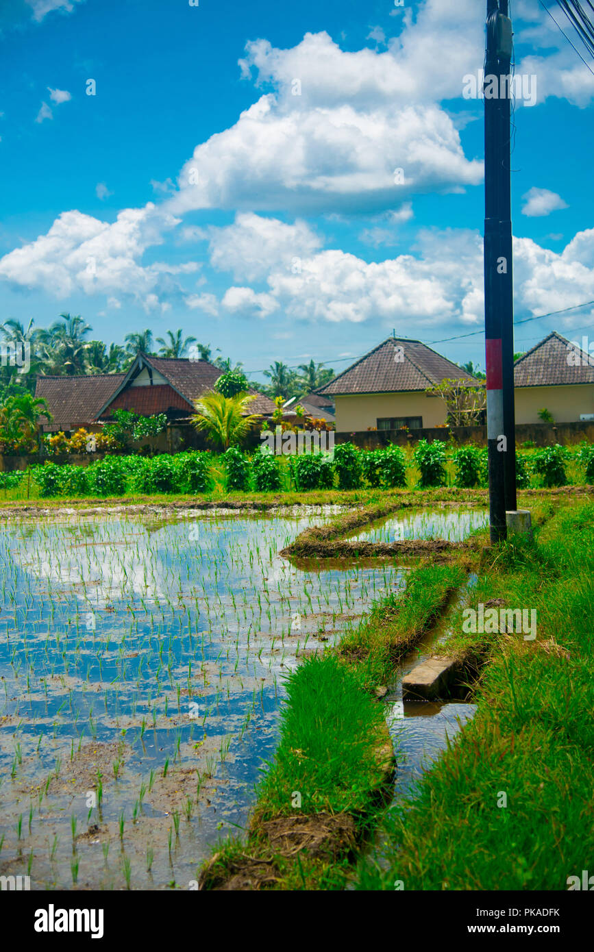 Rice field in Bali, Indonesia. Bali is an Indonesian island and known ...