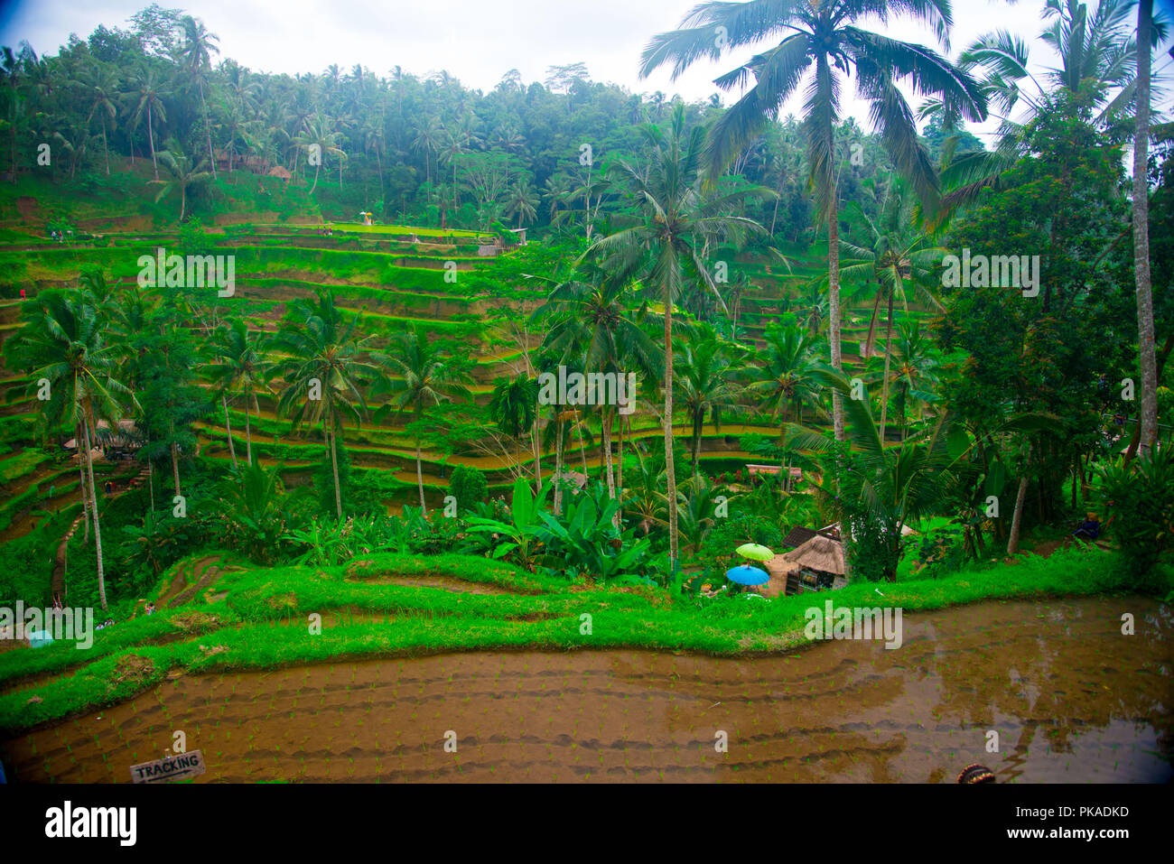 Rice field in Bali, Indonesia. Bali is an Indonesian island and known ...