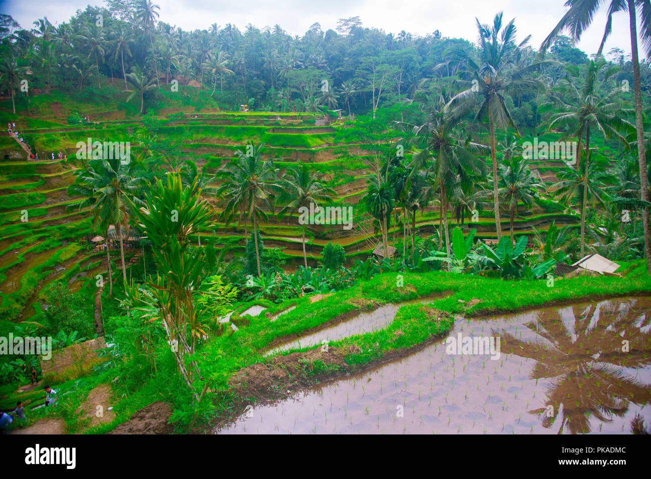 Rice field in Bali, Indonesia. Bali is an Indonesian island and known ...