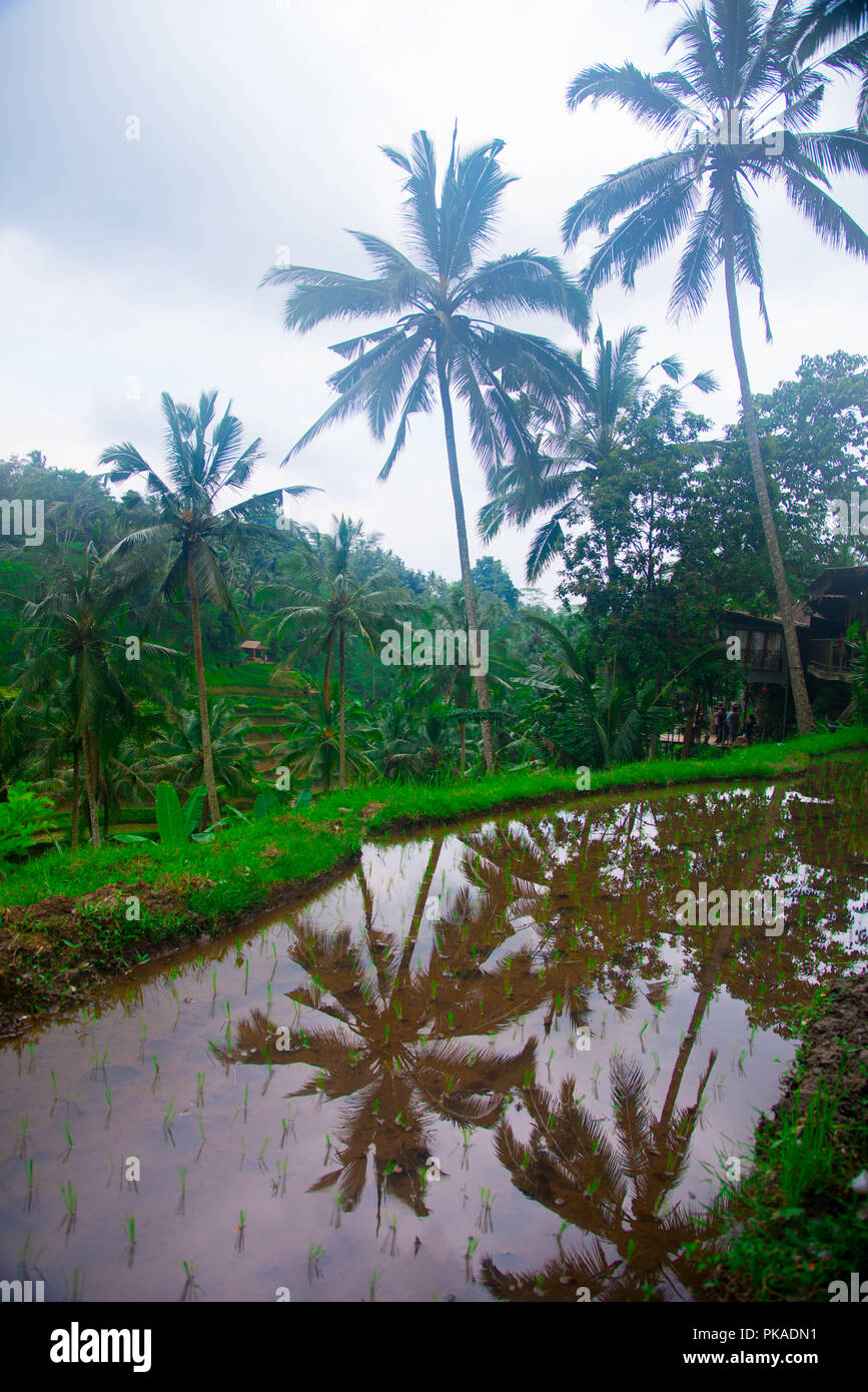 Rice field in Bali, Indonesia. Bali is an Indonesian island and known ...