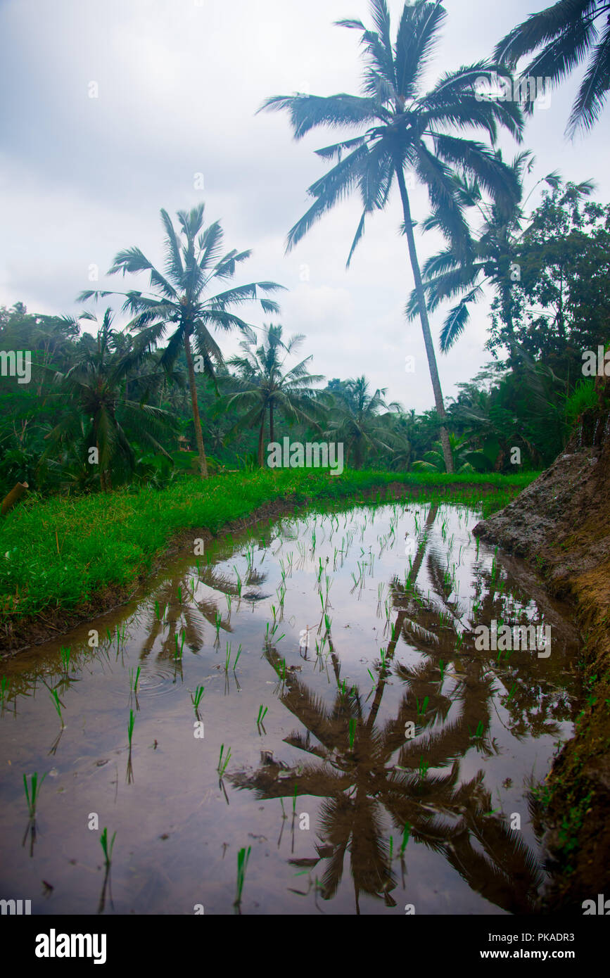 Rice field in Bali, Indonesia. Bali is an Indonesian island and known ...