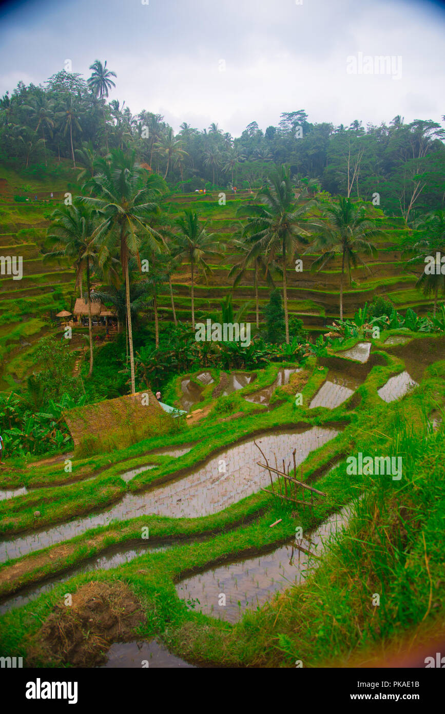 Rice field in Bali, Indonesia. Bali is an Indonesian island and known ...