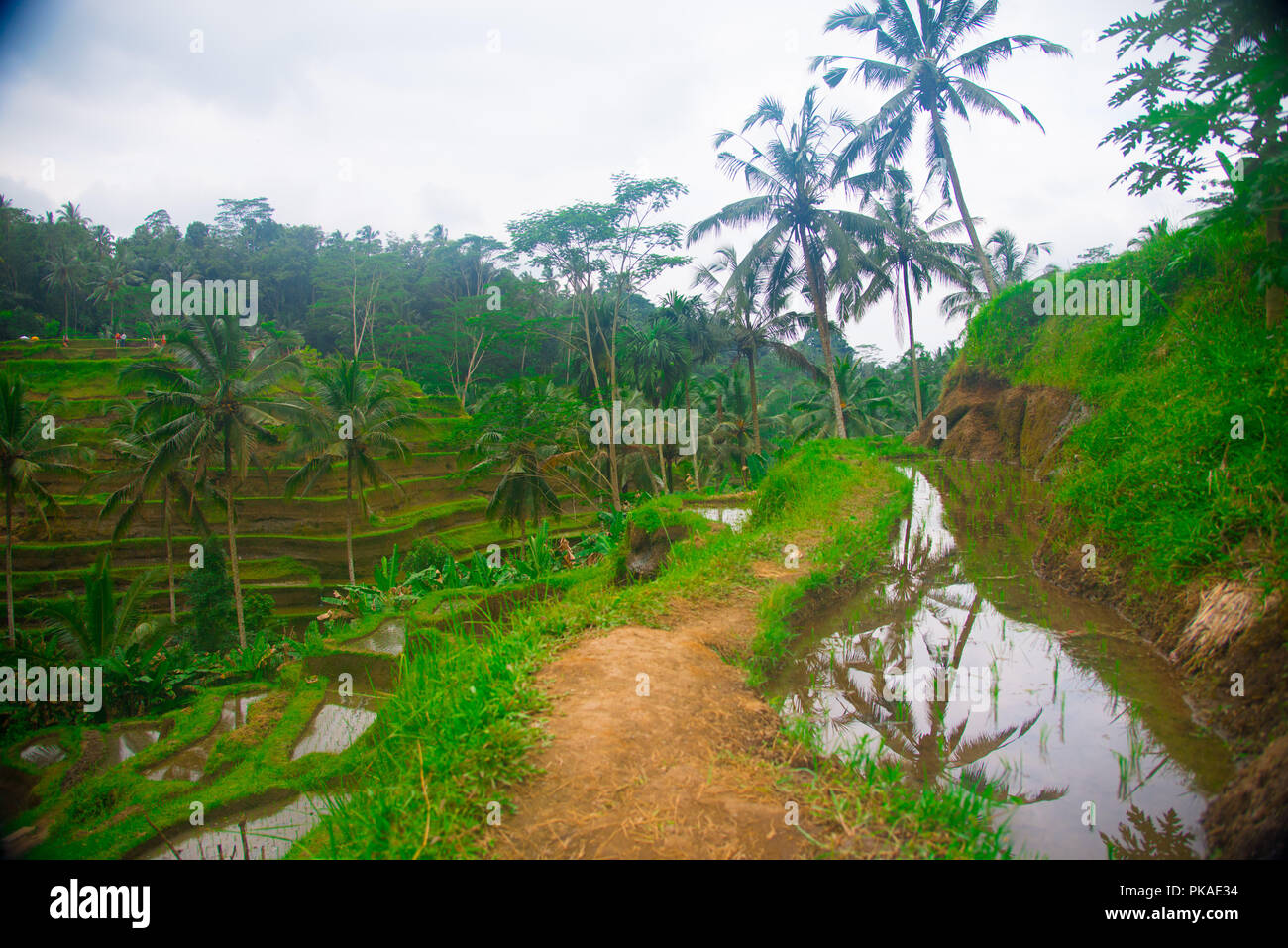 Rice field in Bali, Indonesia. Bali is an Indonesian island and known ...