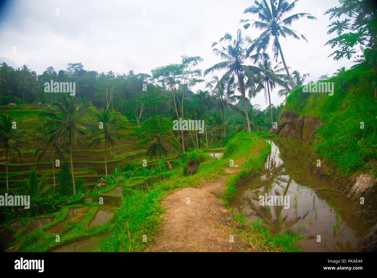 Rice field in Bali, Indonesia. Bali is an Indonesian island and known ...