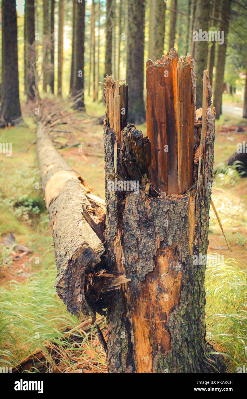 Uprooted tree in decidous forest after storm or hurricane, dangerous ...
