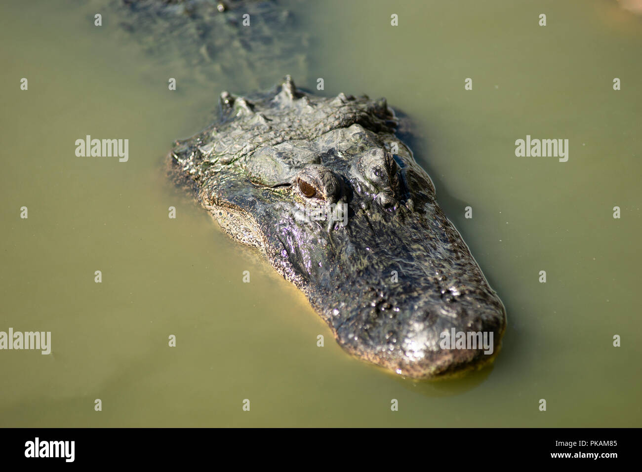 An adult alligator surfaces long enough to catch some sun and a few ...
