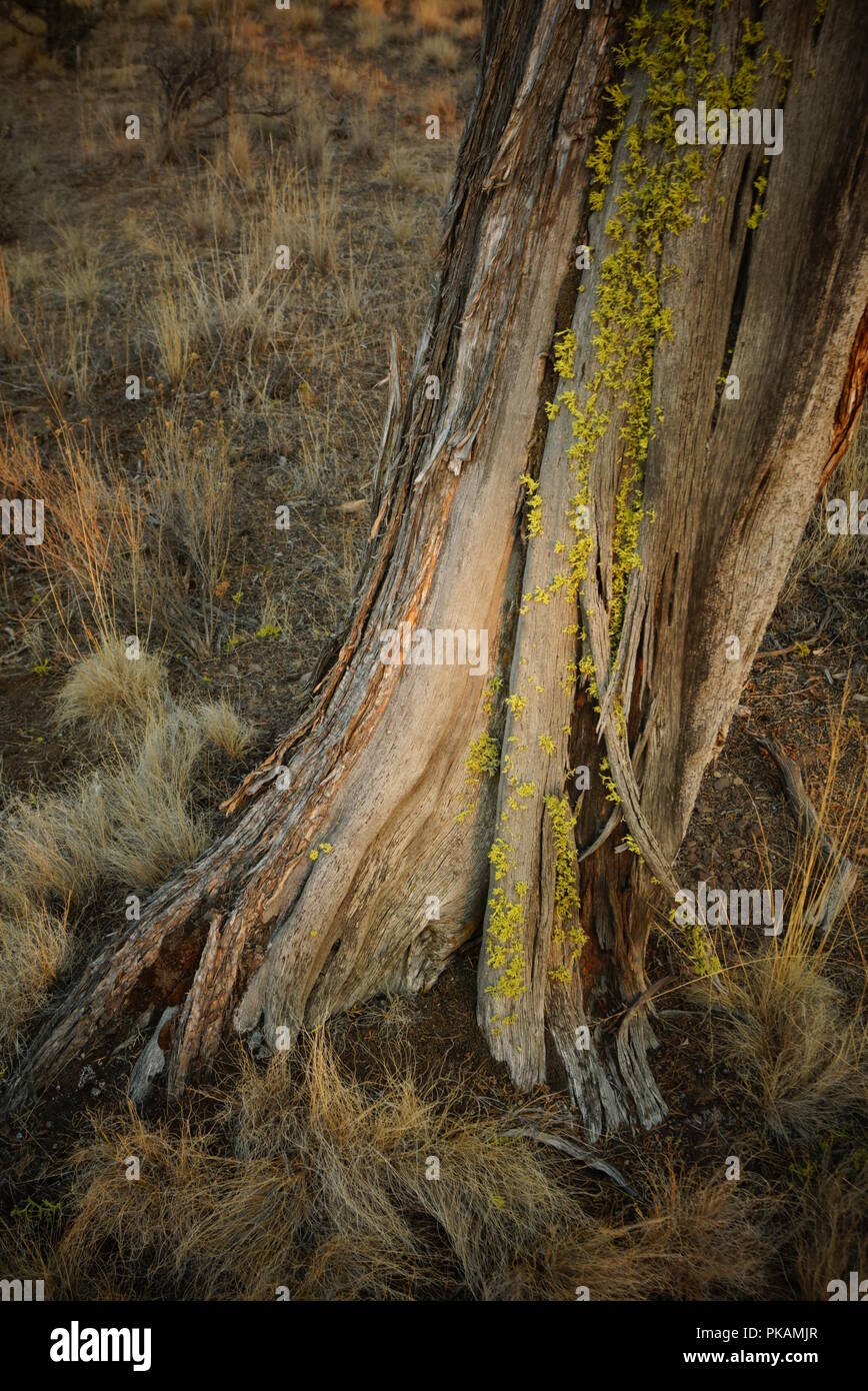 Juniper forms and textures Stock Photo - Alamy