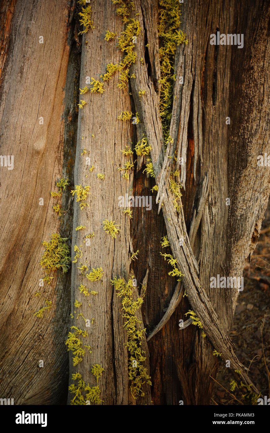 Juniper forms and textures Stock Photo - Alamy